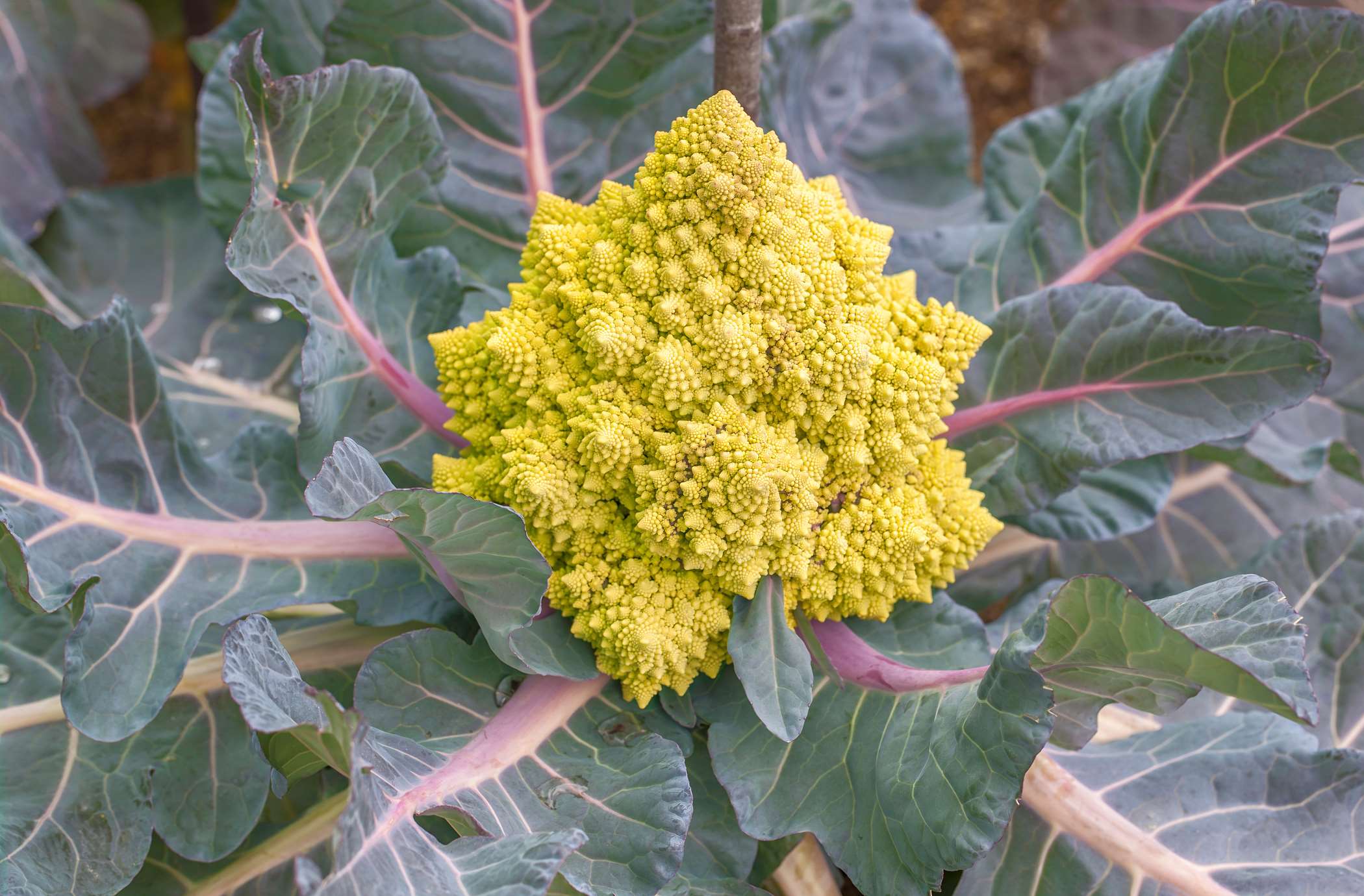 Zdjęcia kalafiora romanesco - 5 fotografii