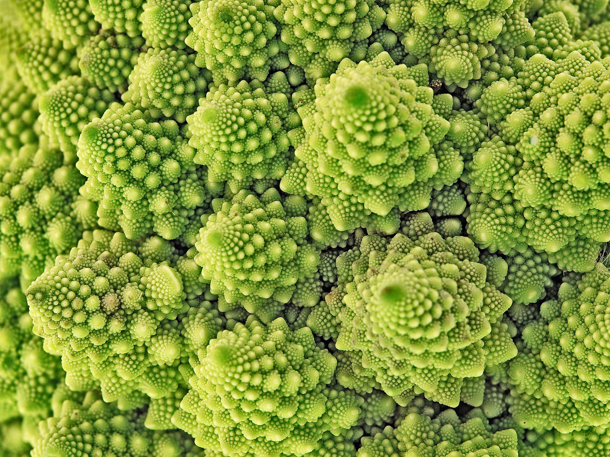 Zdjęcia kalafiora romanesco - 5 fotografii