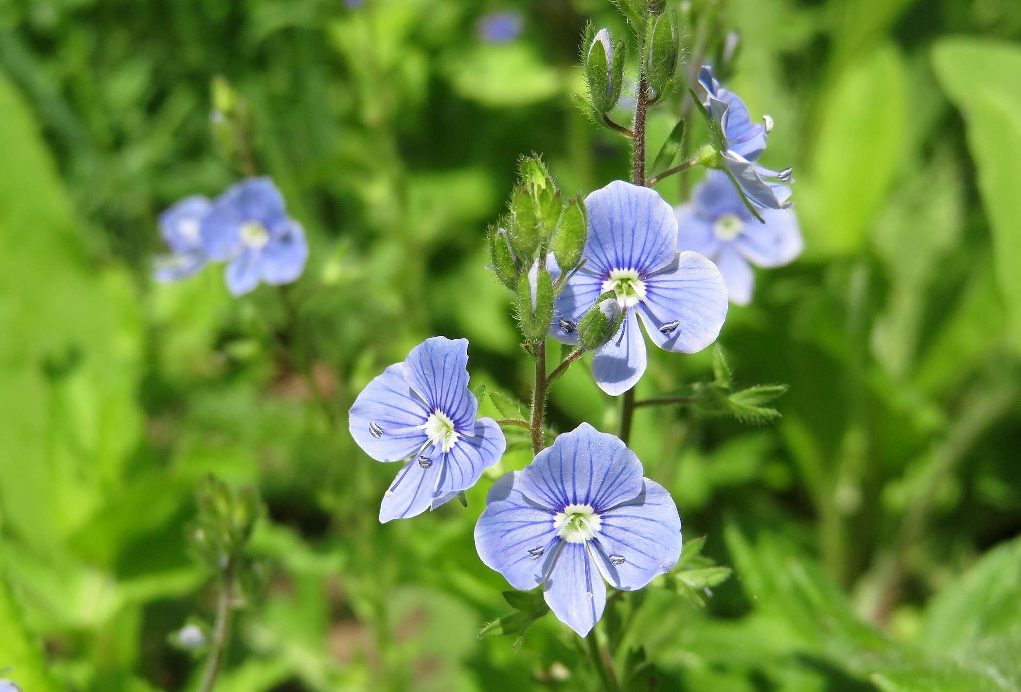 Zdjęcia przetacznika perskiego - 5 fotografii