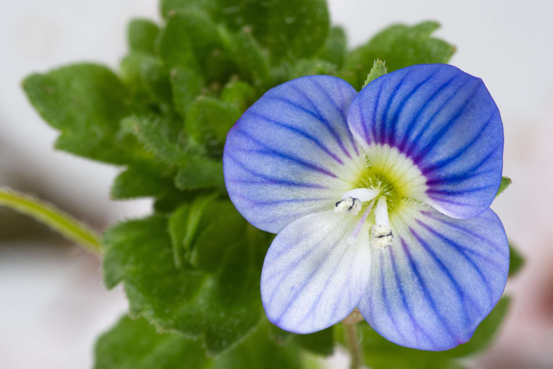 Zdjęcia przetacznika perskiego - 5 fotografii