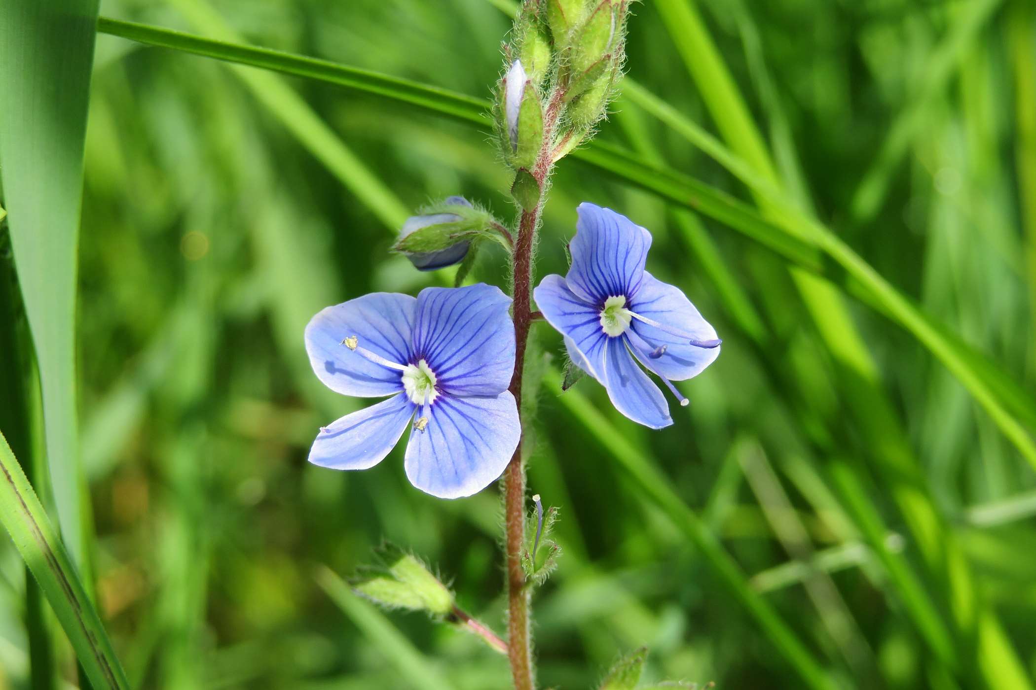Zdjęcia przetacznika perskiego - 5 fotografii