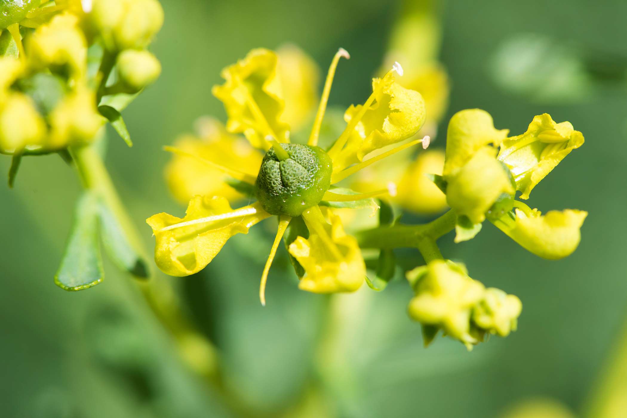 Zdjęcia ruty zwyczajnej - 5 fotografii