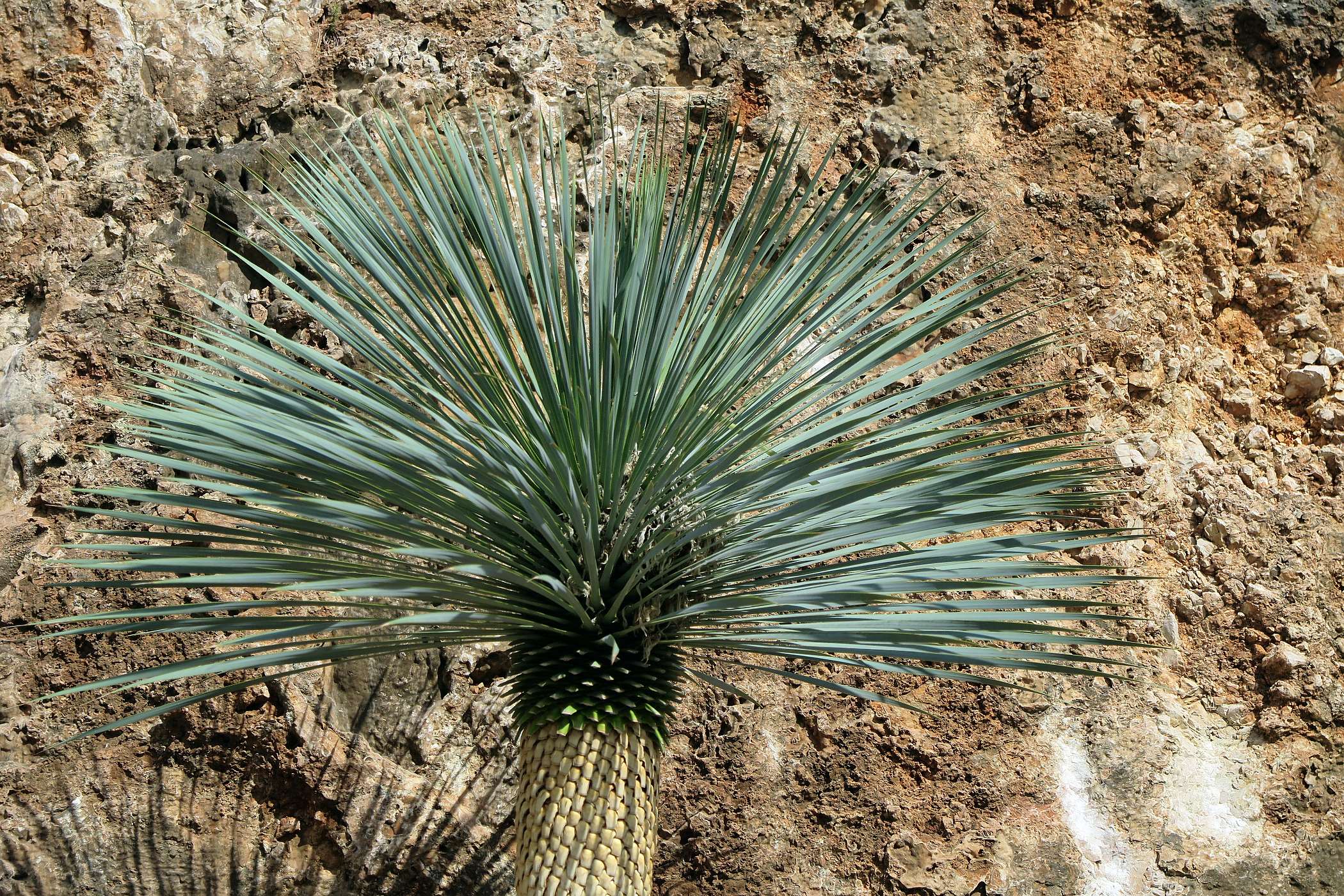 Zdjęcia juki rostrata - 5 fotografii