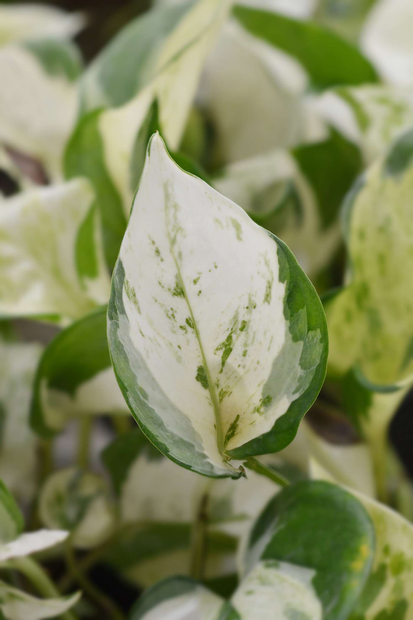 Zdjęcia epipremnum złocistego 'happy leaf' - 5 fotografii