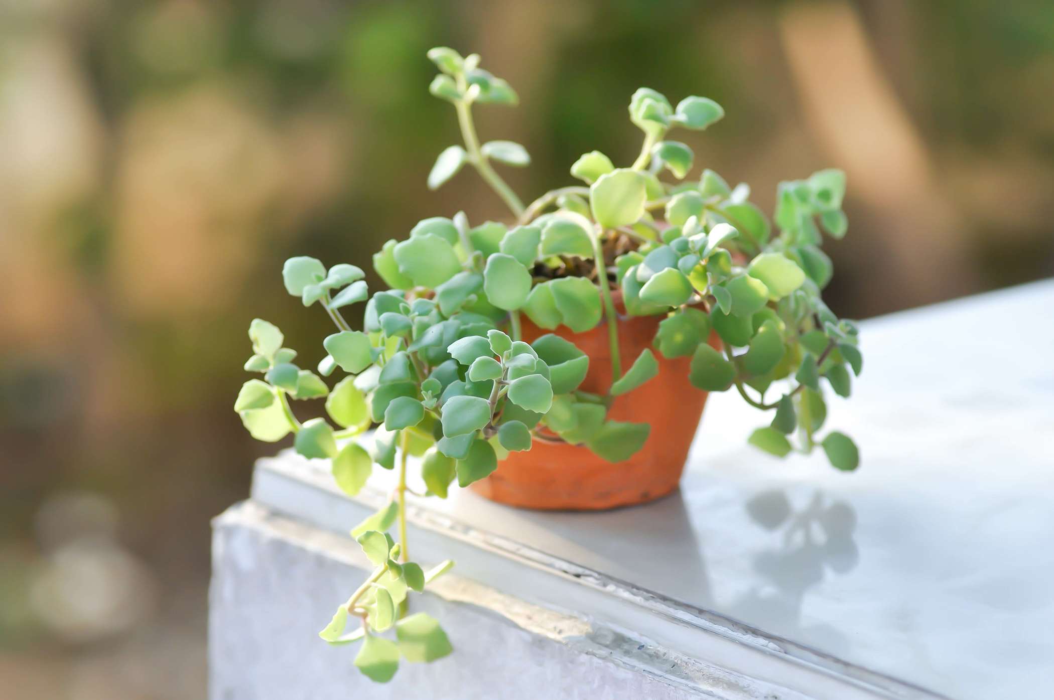 Zdjęcia pilei depressa - 5 fotografii