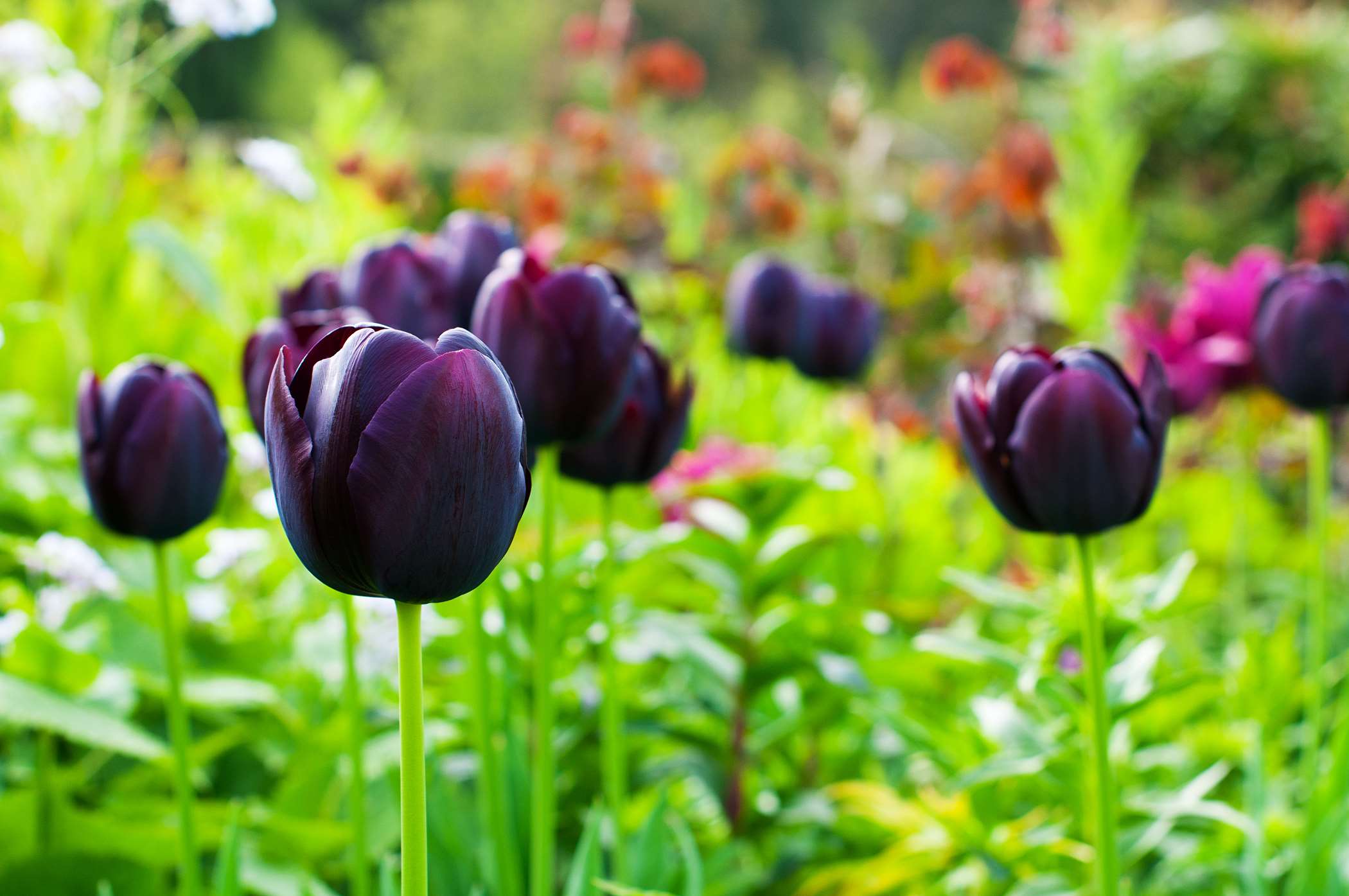 Zdjęcia tulipana ‘queen of night’ - 5 fotografii