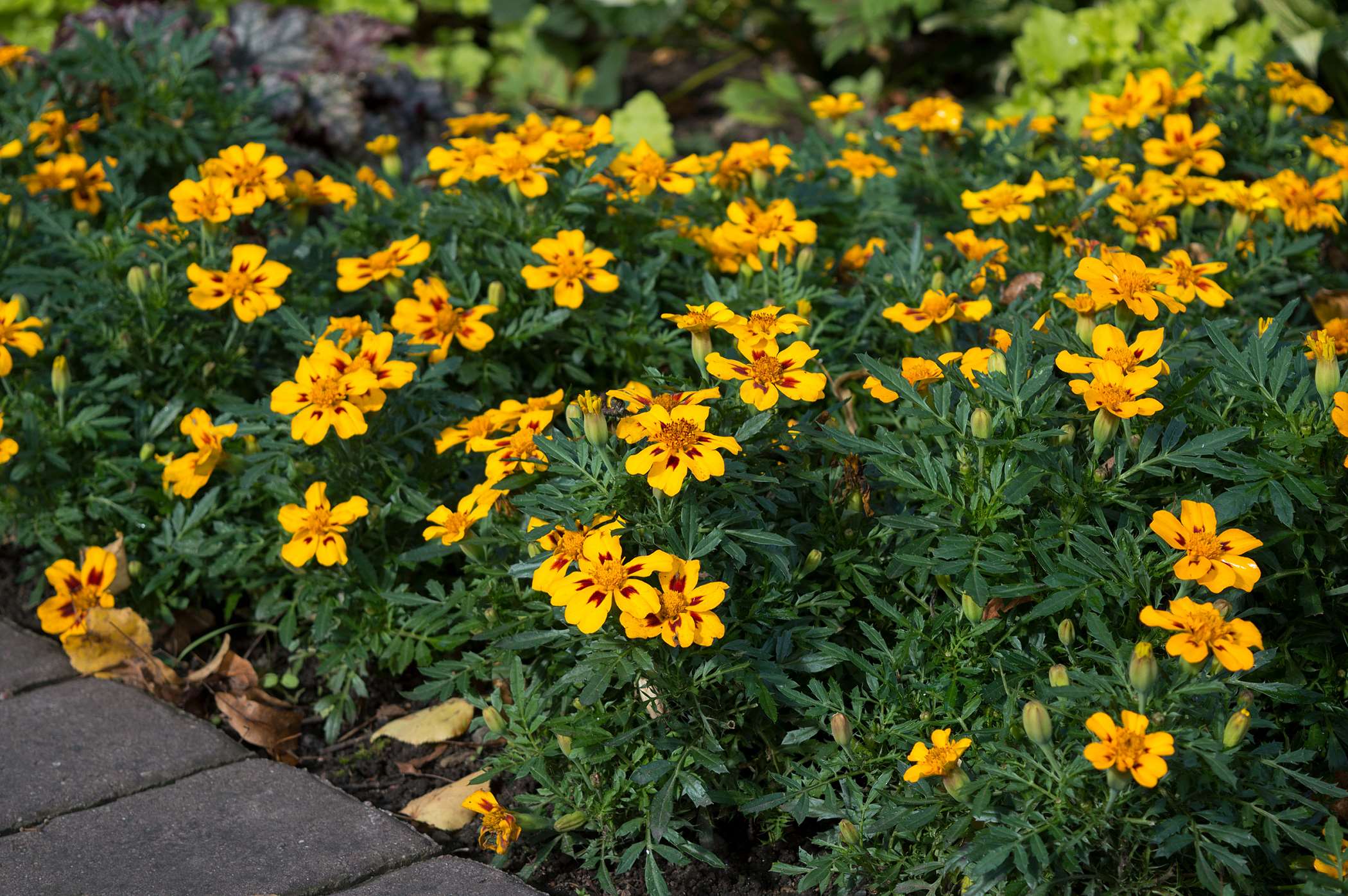 Zdjęcia aksamitki rozpierzchłej - 6 fotografii