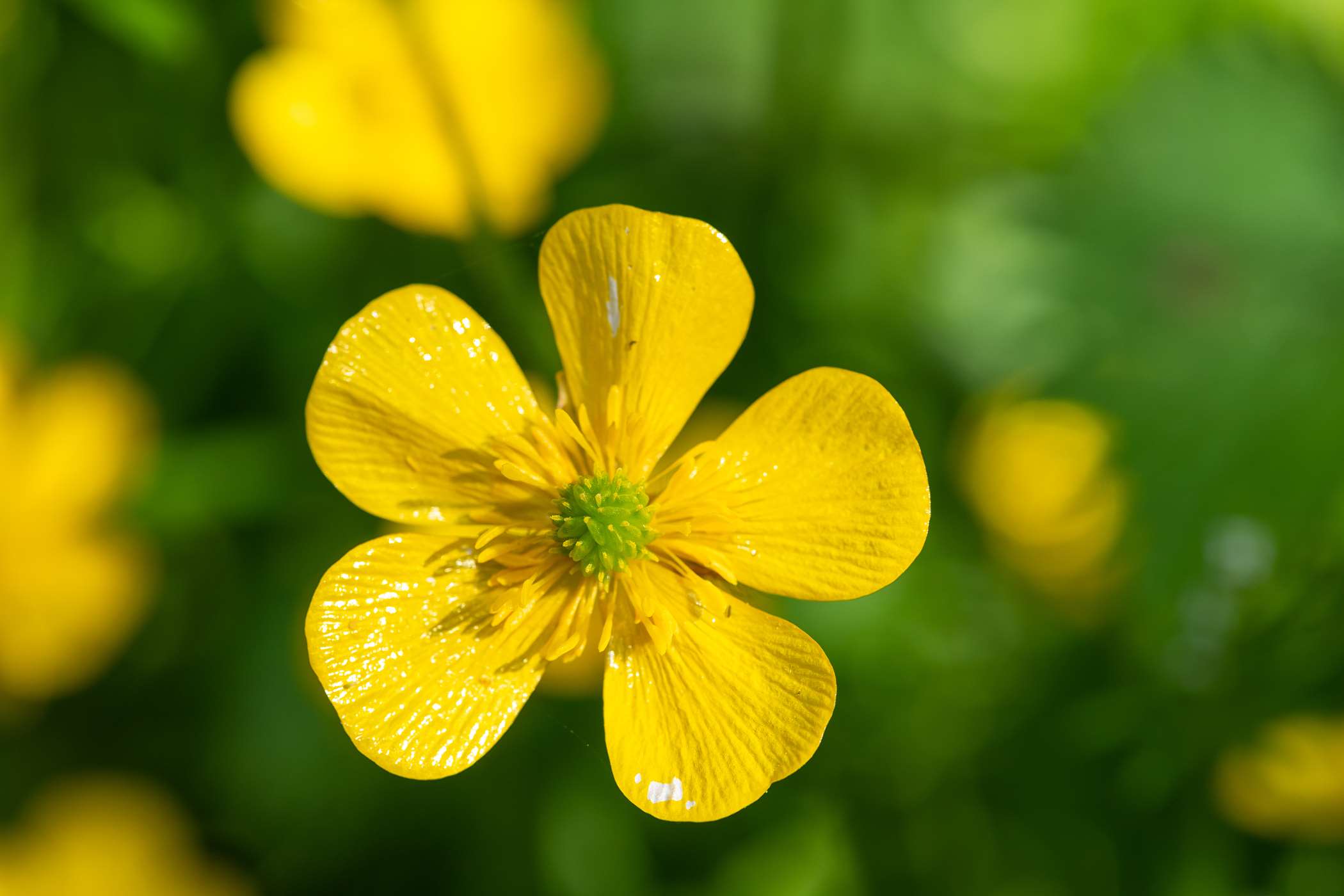 Zdjęcia jaskra rozłogowego - 5 fotografii