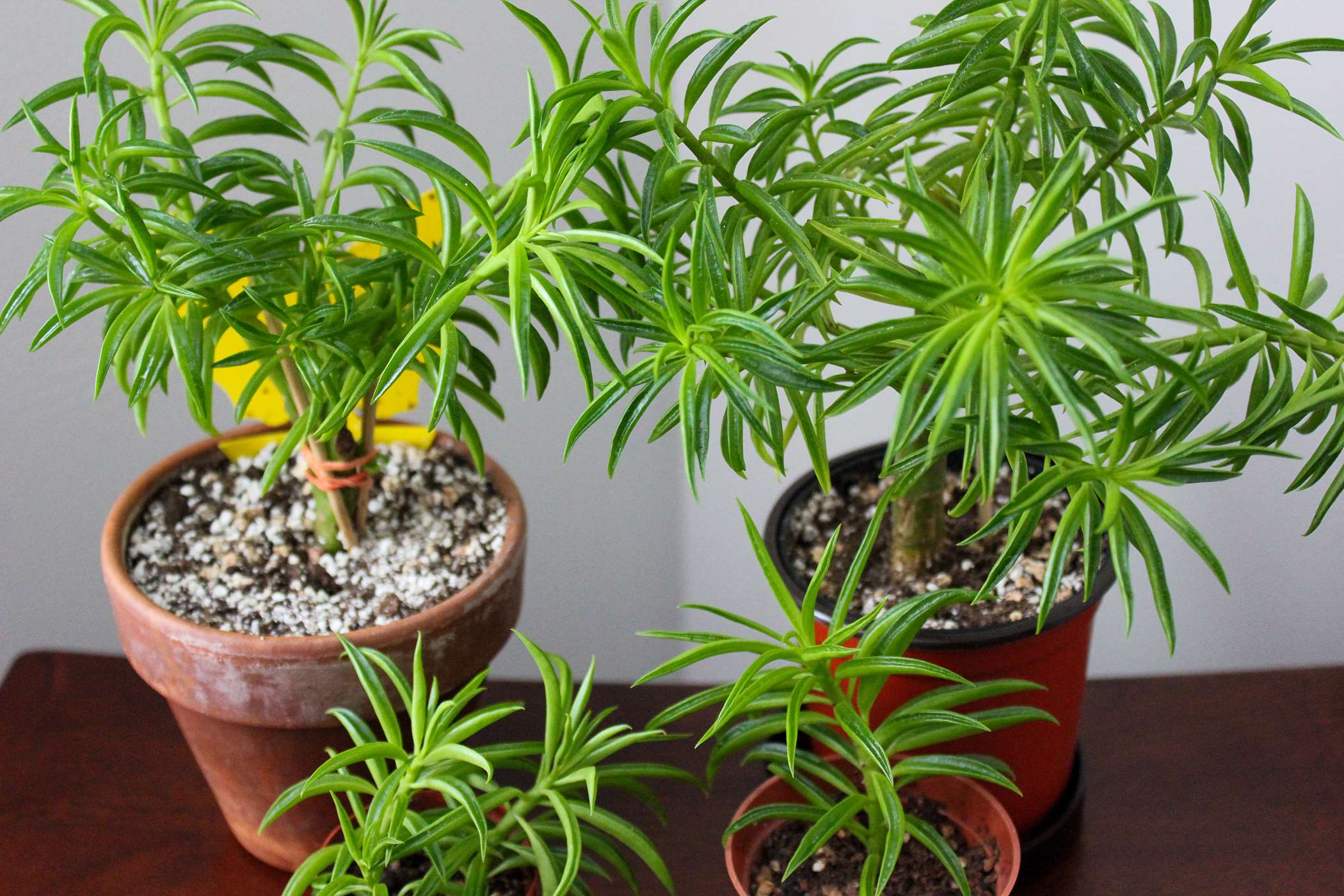 Zdjęcia peperomii ‘happy bean’ - 4 fotografie