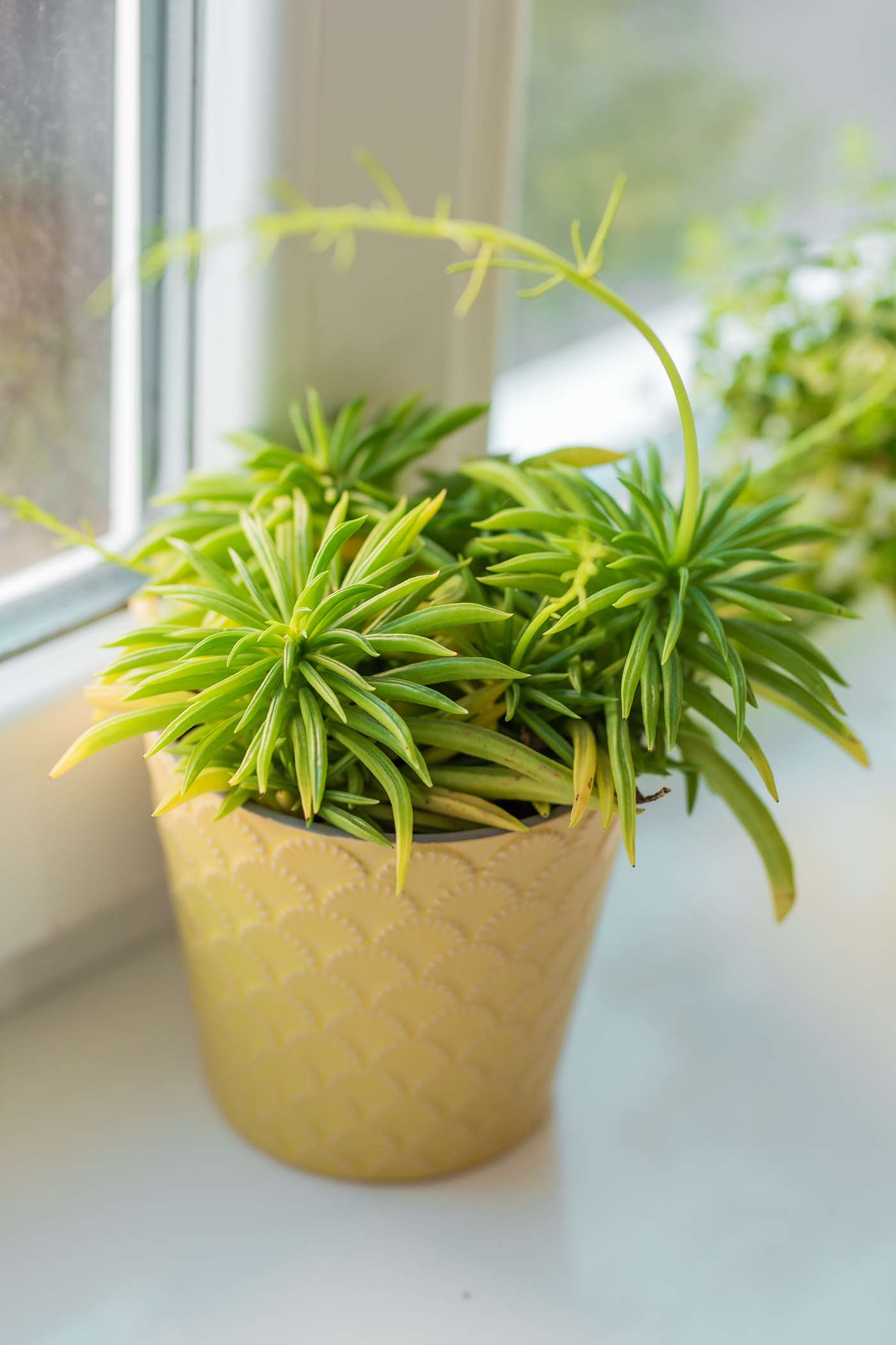 Zdjęcia peperomii ‘happy bean’ - 4 fotografie