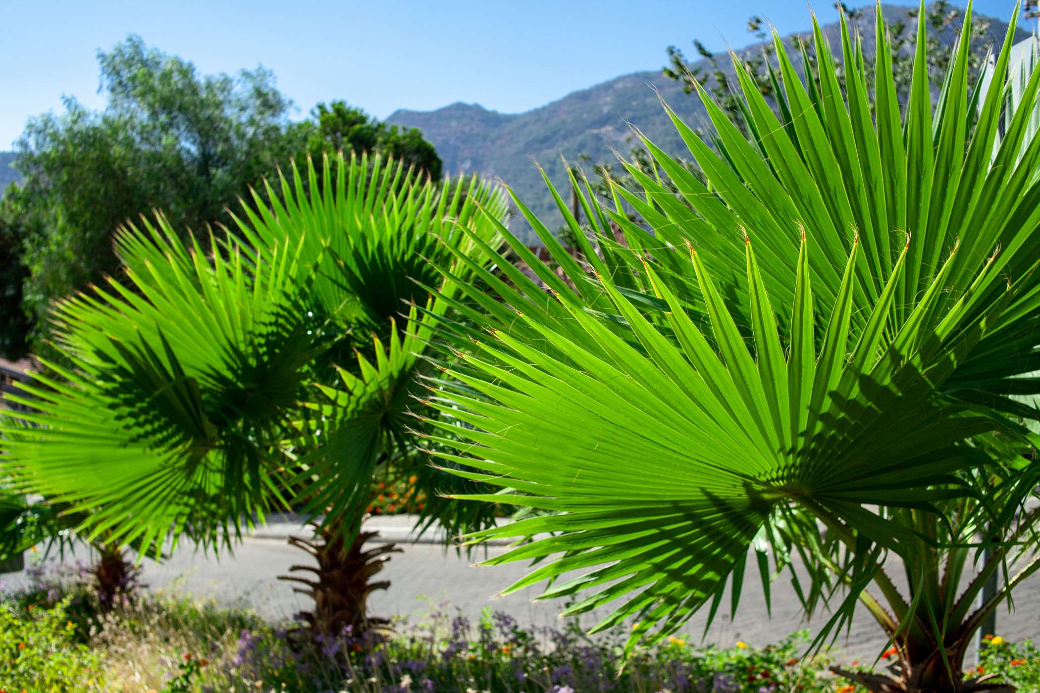 Zdjęcia palmy livistona - 5 fotografii