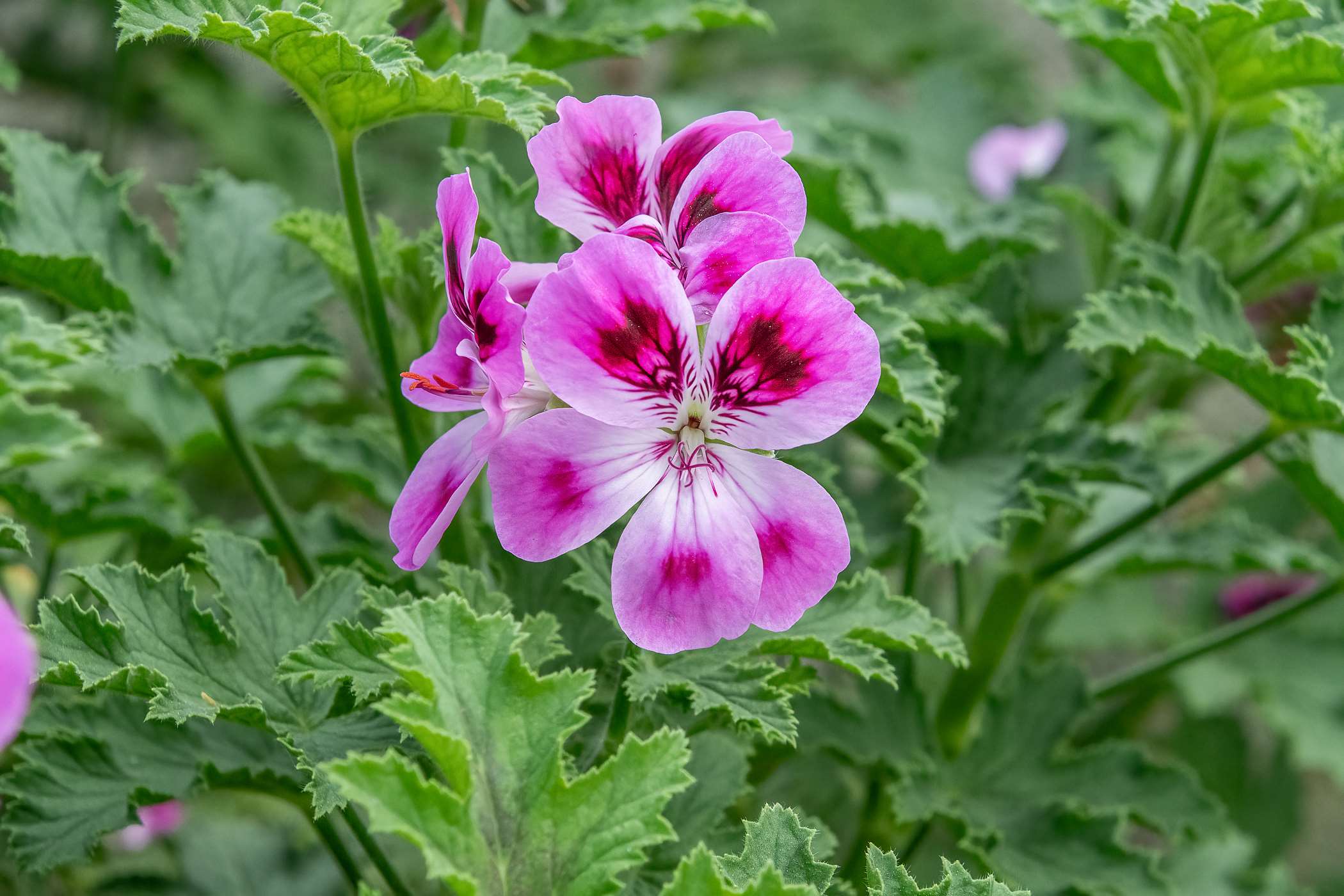Zdjęcia pelargonii pachnącej - 5 fotografii