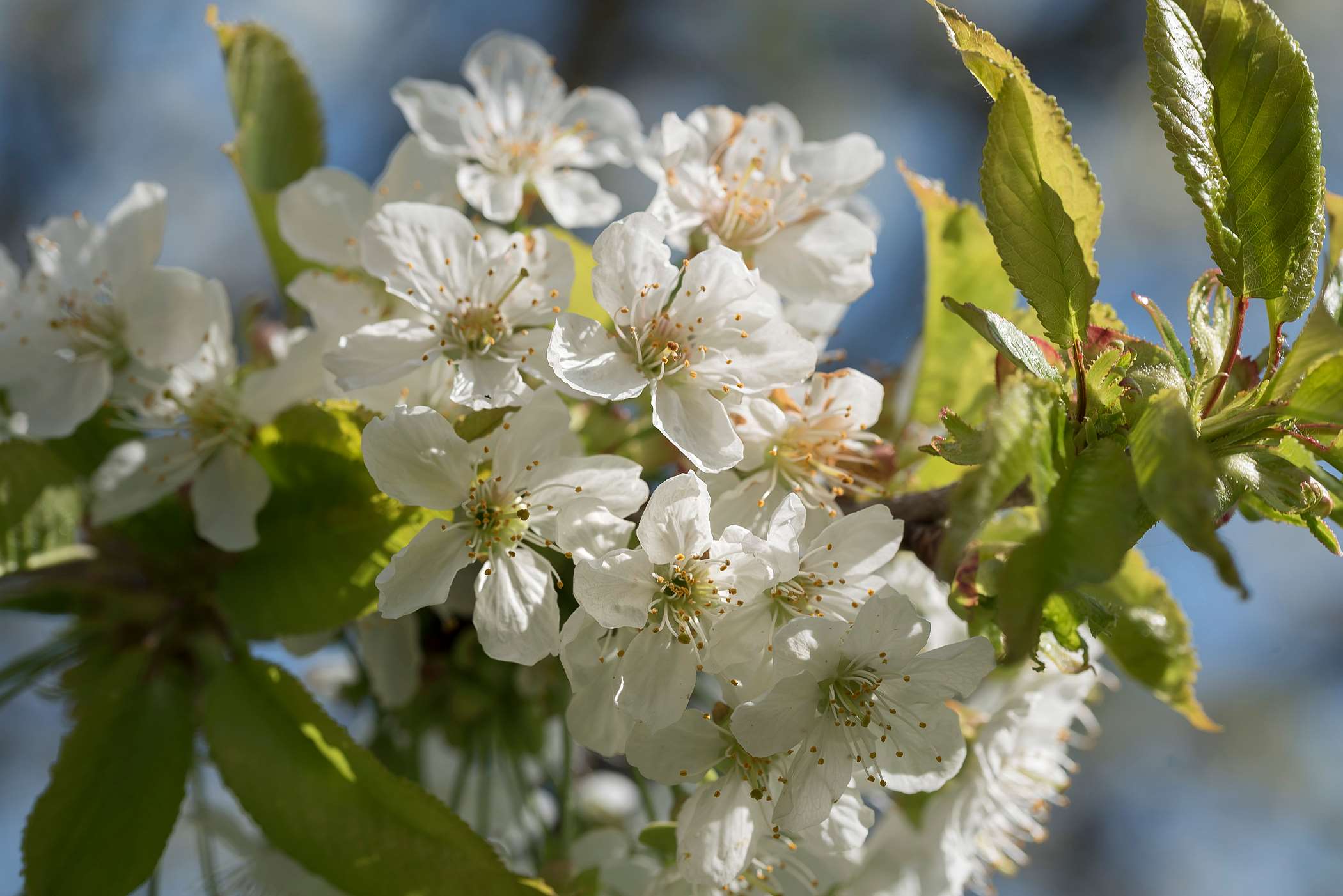 Zdjęcia czereśni 'burlat' - 5 fotografii