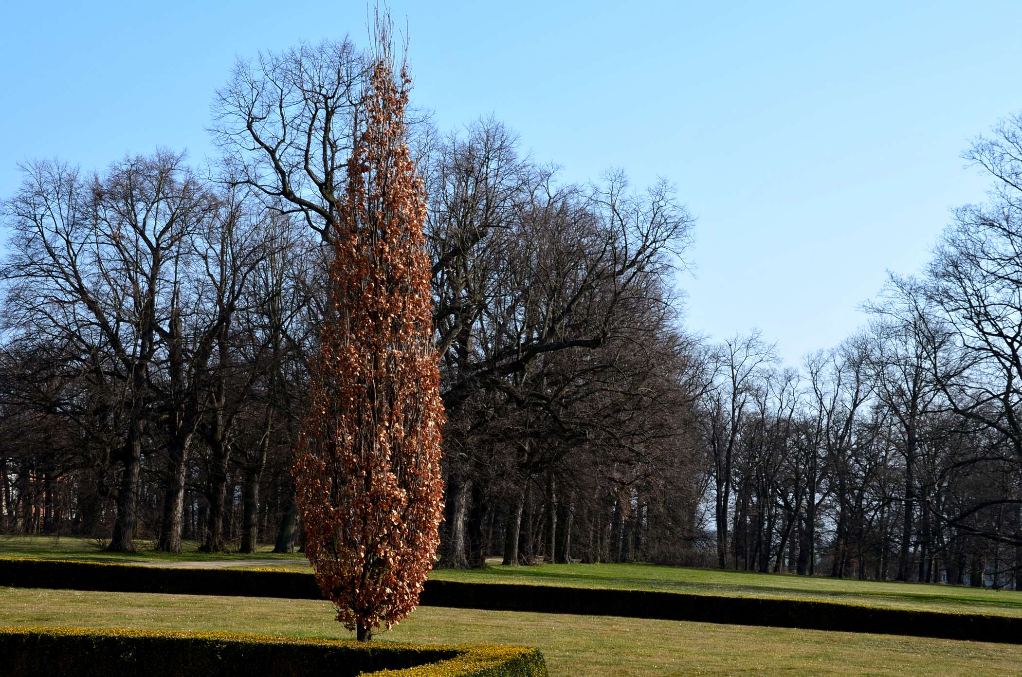Zdjęcia grabu pospolitego 'fastigiata' - 6 fotografii