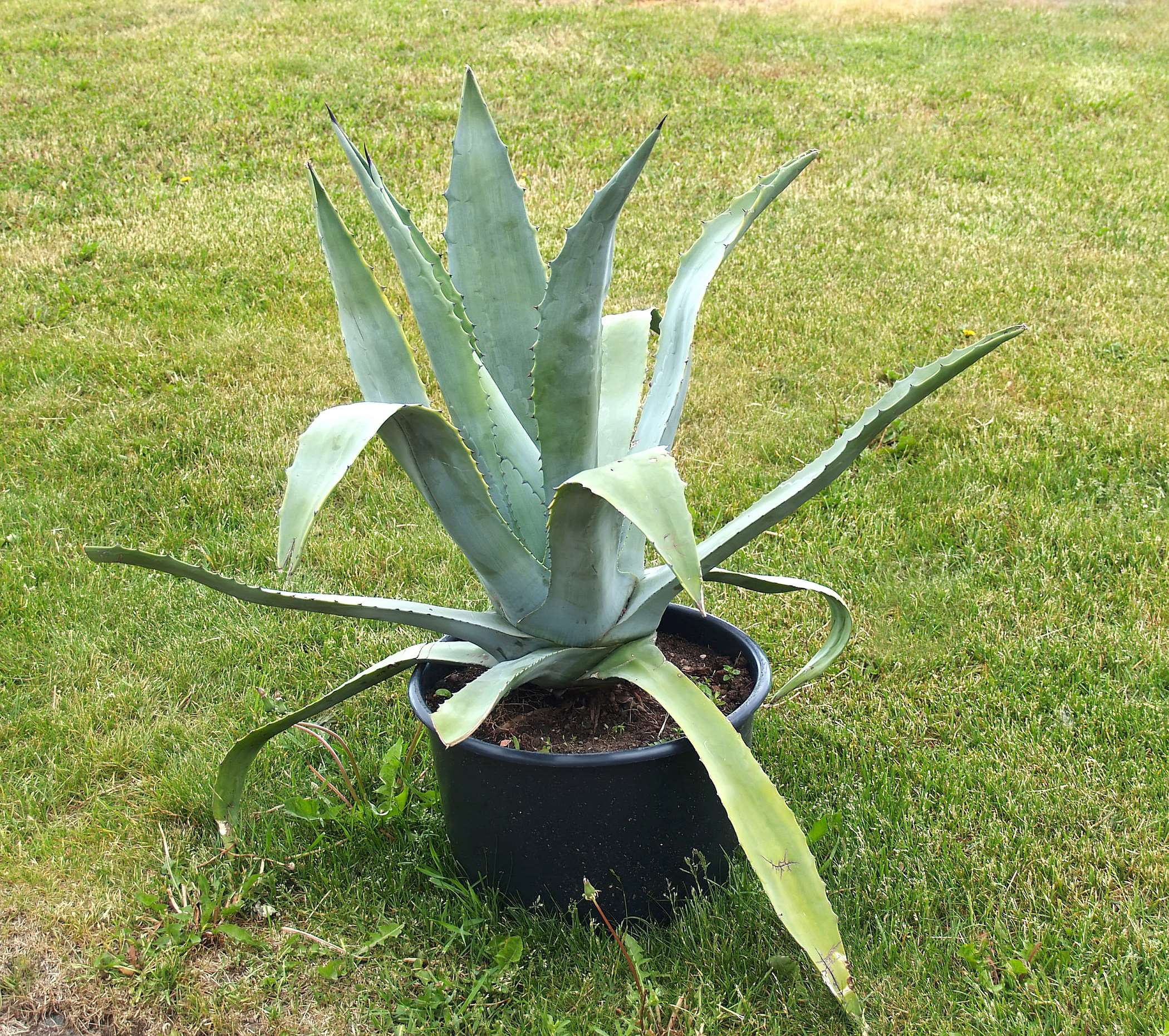 Zdjęcia agawy amerykańskiej - 5 fotografii