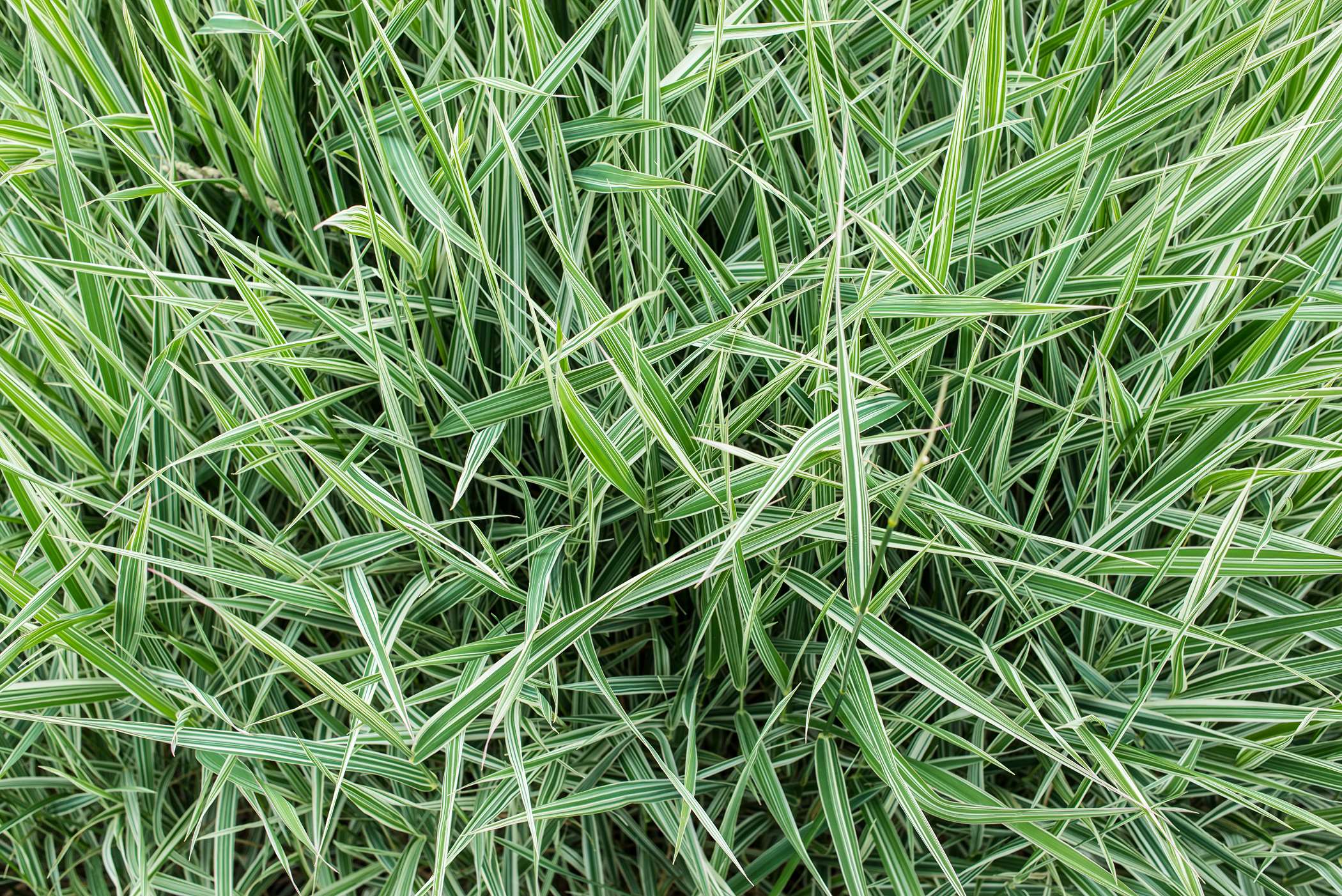 Zdjęcia turzycy japońskiej 'ice dance' - 5 fotografii