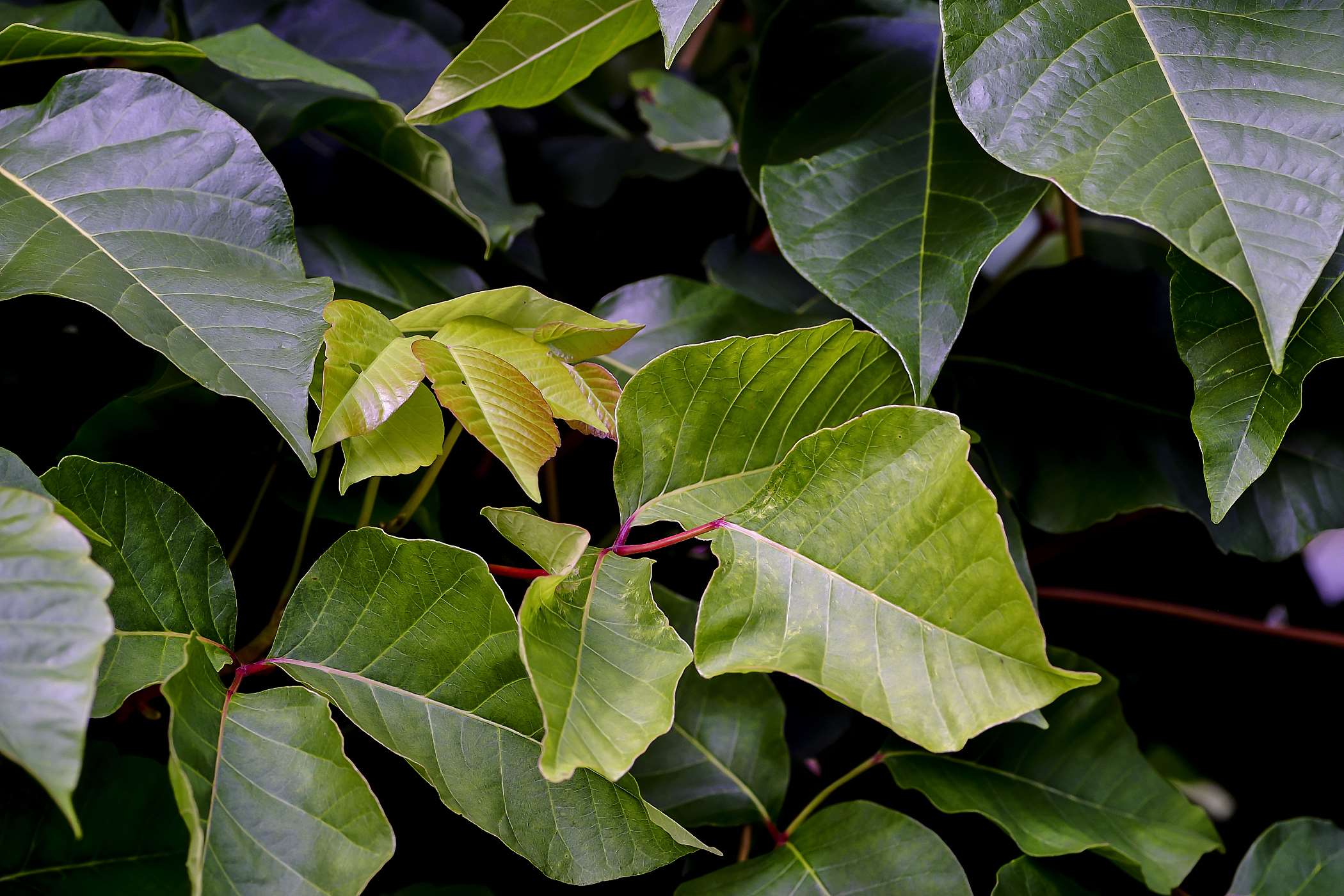 Zdjęcia sumaka jadowitego - 4 fotografie