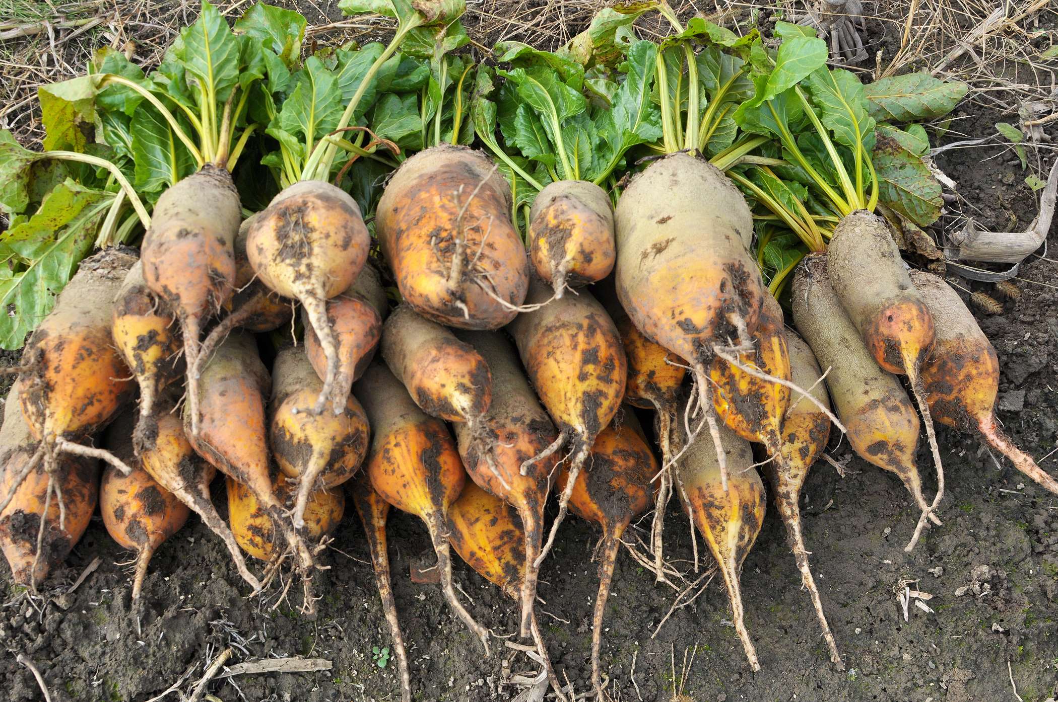 Zdjęcia buraka pastewnego - 5 fotografii