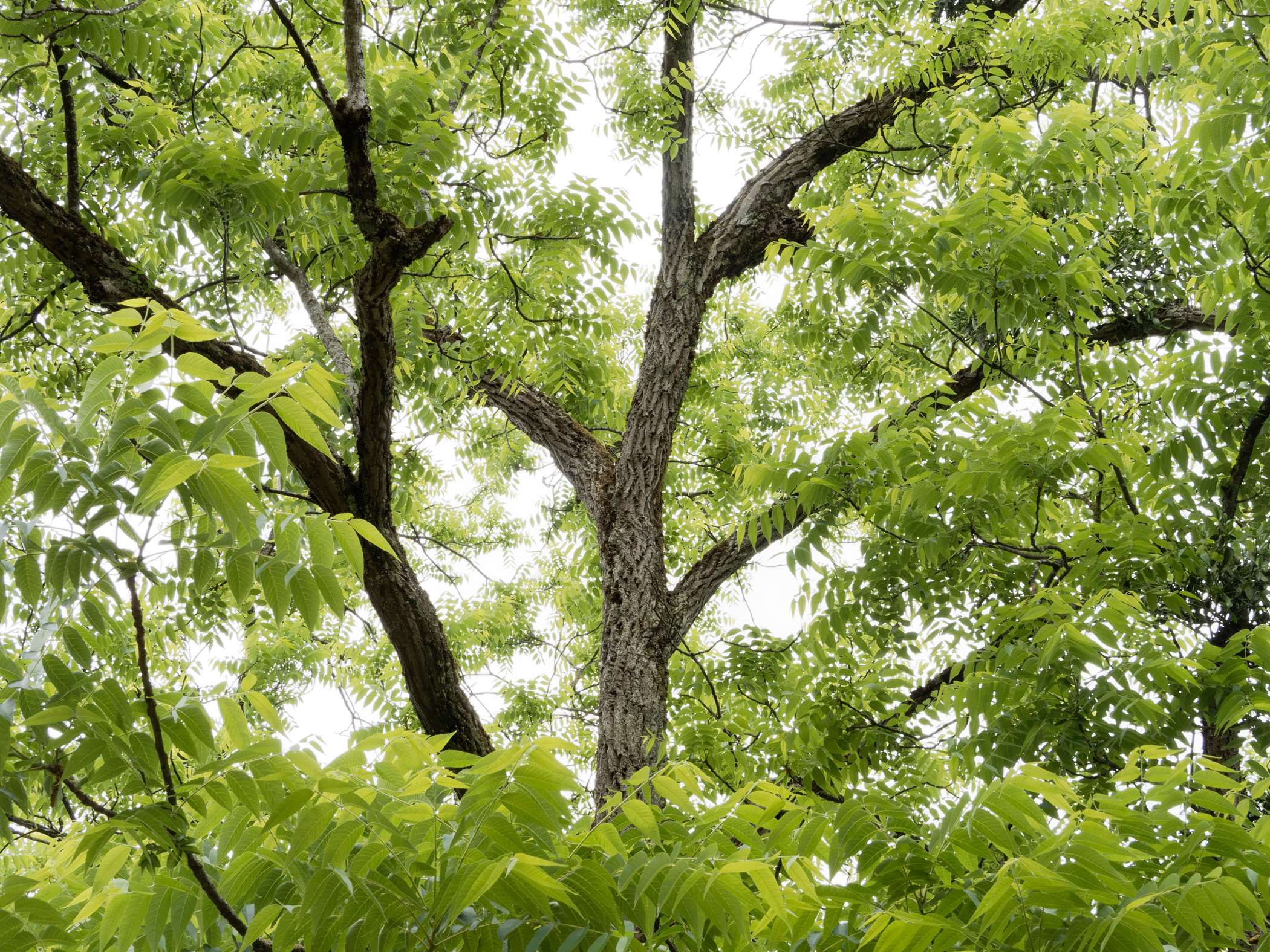 Zdjęcia orzecha czarnego - 5 fotografii