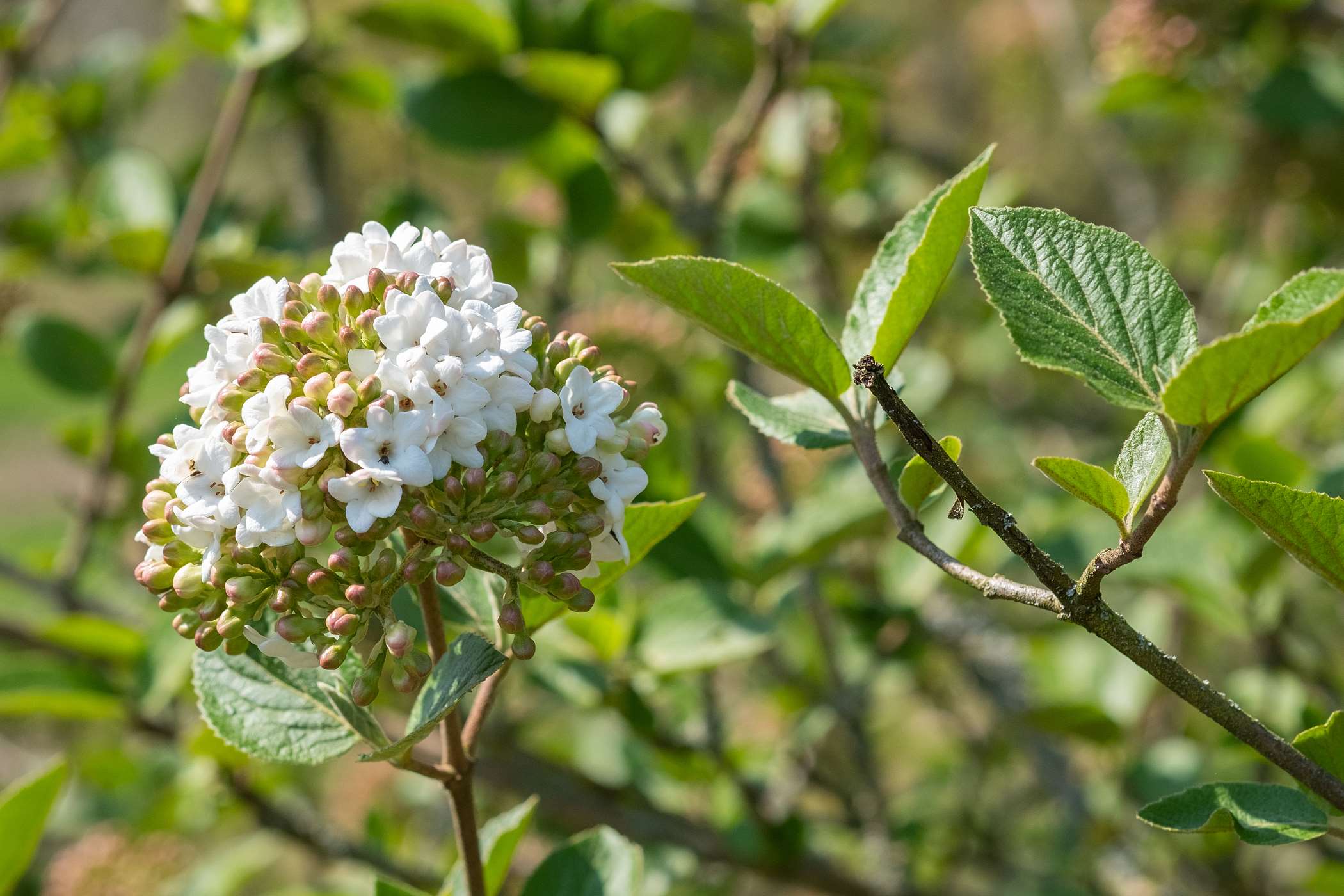 Zdjęcia kaliny angielskiej - 5 fotografii