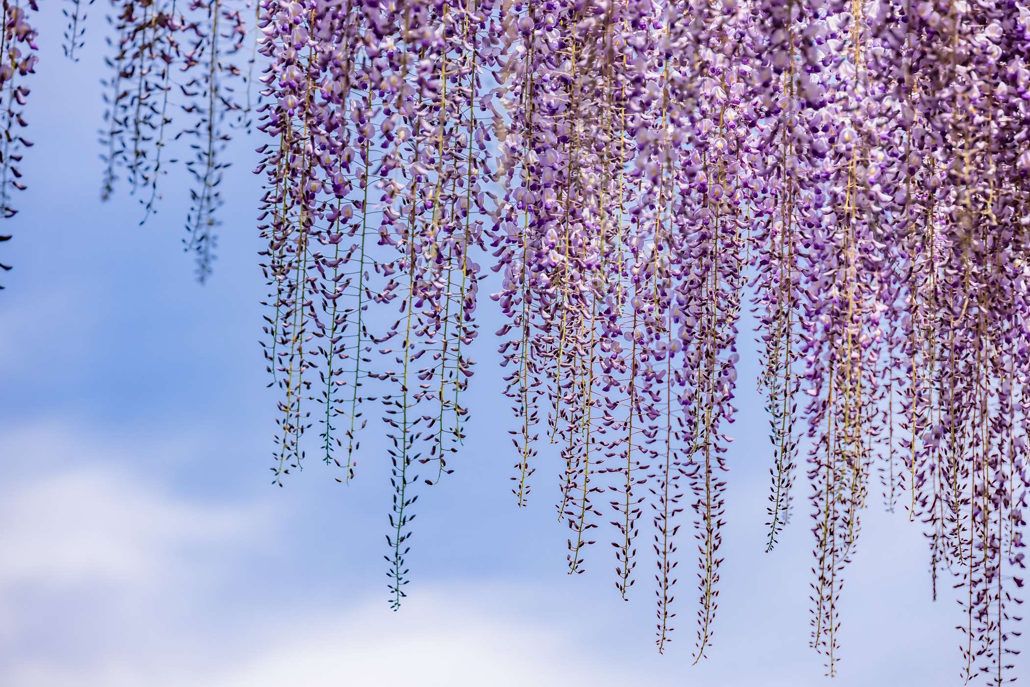 Zdjęcia glicynii japońskiej - 5 fotografii