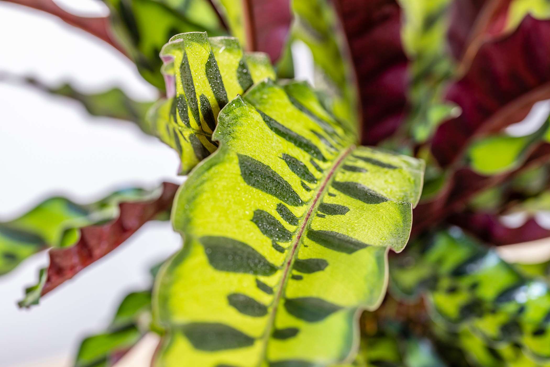 Zdjęcia kalatei lancetolistnej - 5 fotografii