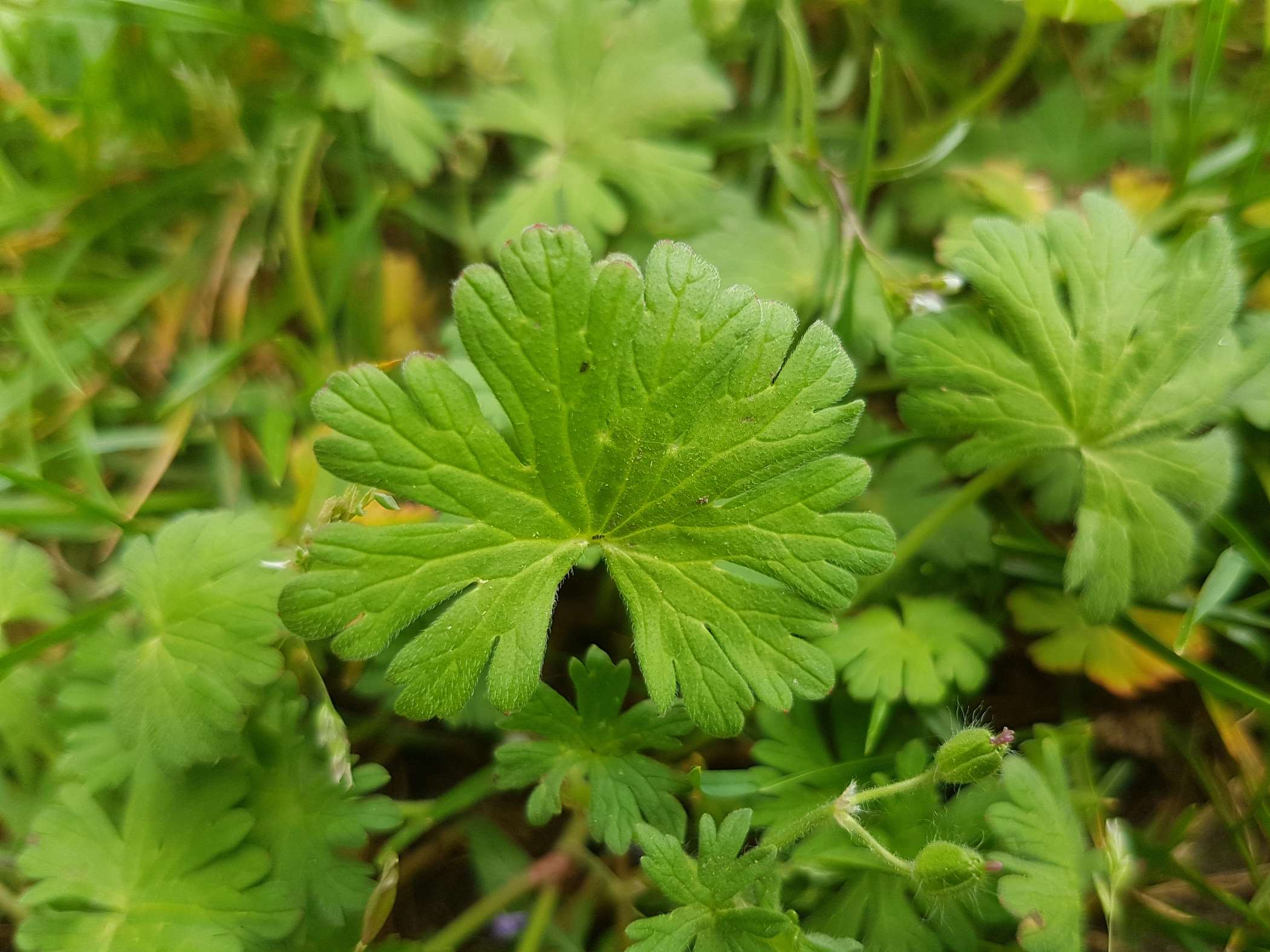 Zdjęcia bodziszka drobnego - 5 fotografii