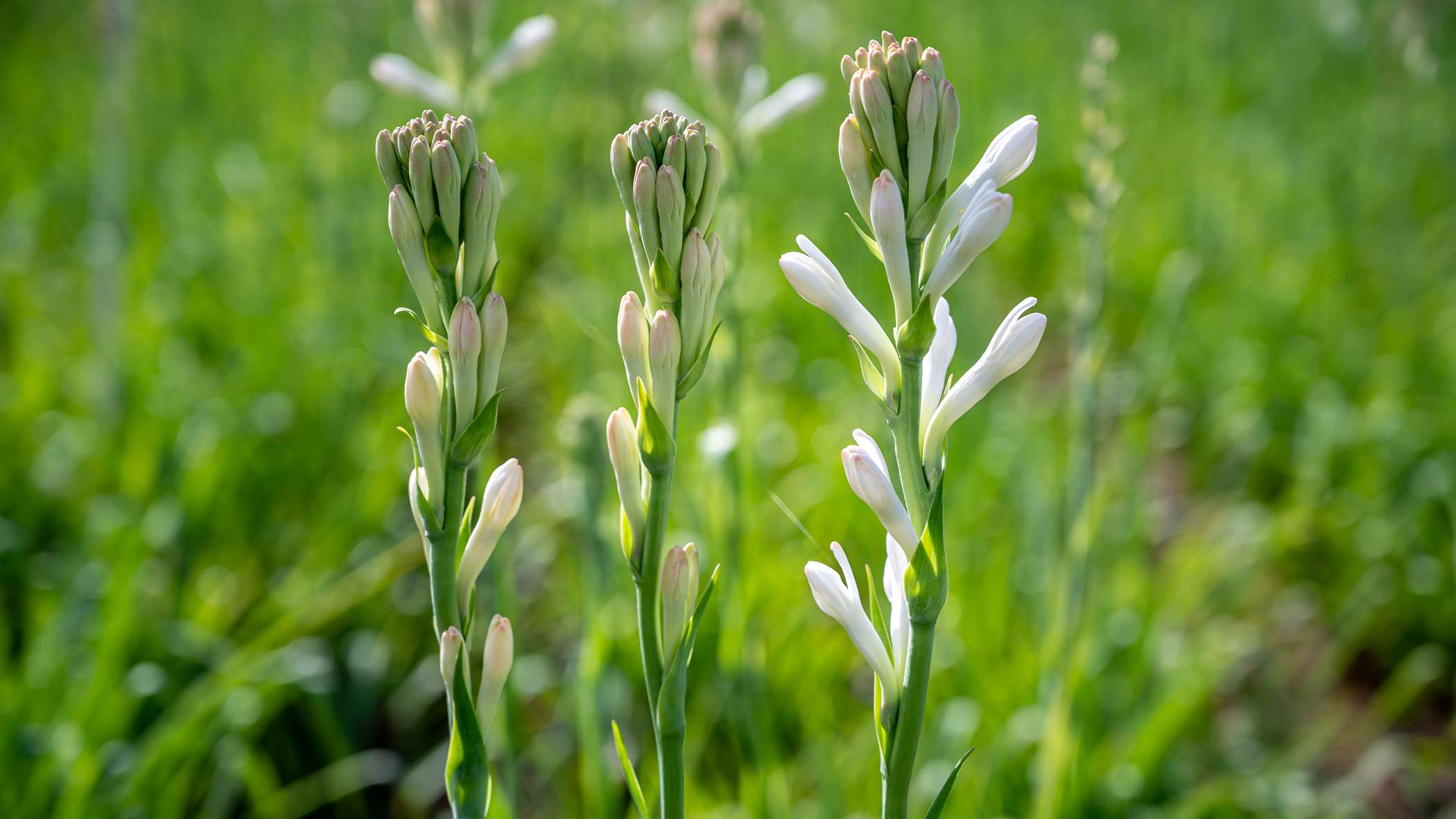 Zdjęcia tuberozy wonnej - 5 fotografii