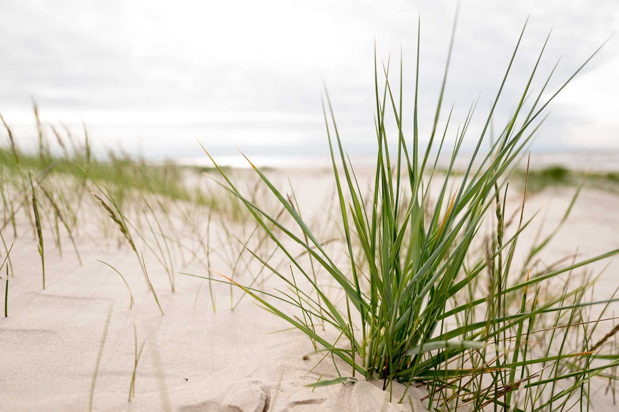 Turzyca piaskowa (carex arenaria) - opis, właściwości królowej polskich ...
