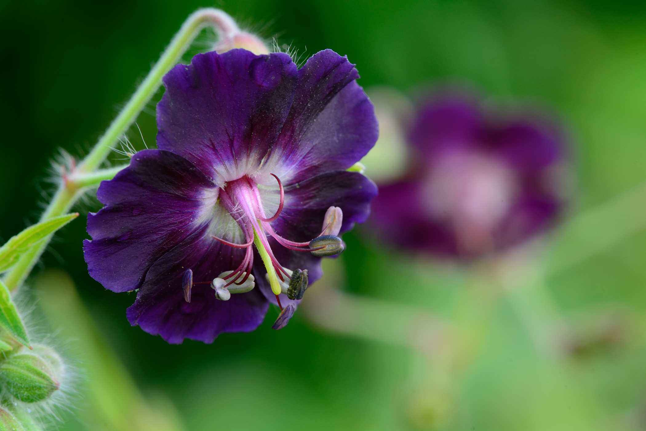 Bodziszek żałobny i bodziszek leśny - uprawa, pielęgnacja, zastosowanie