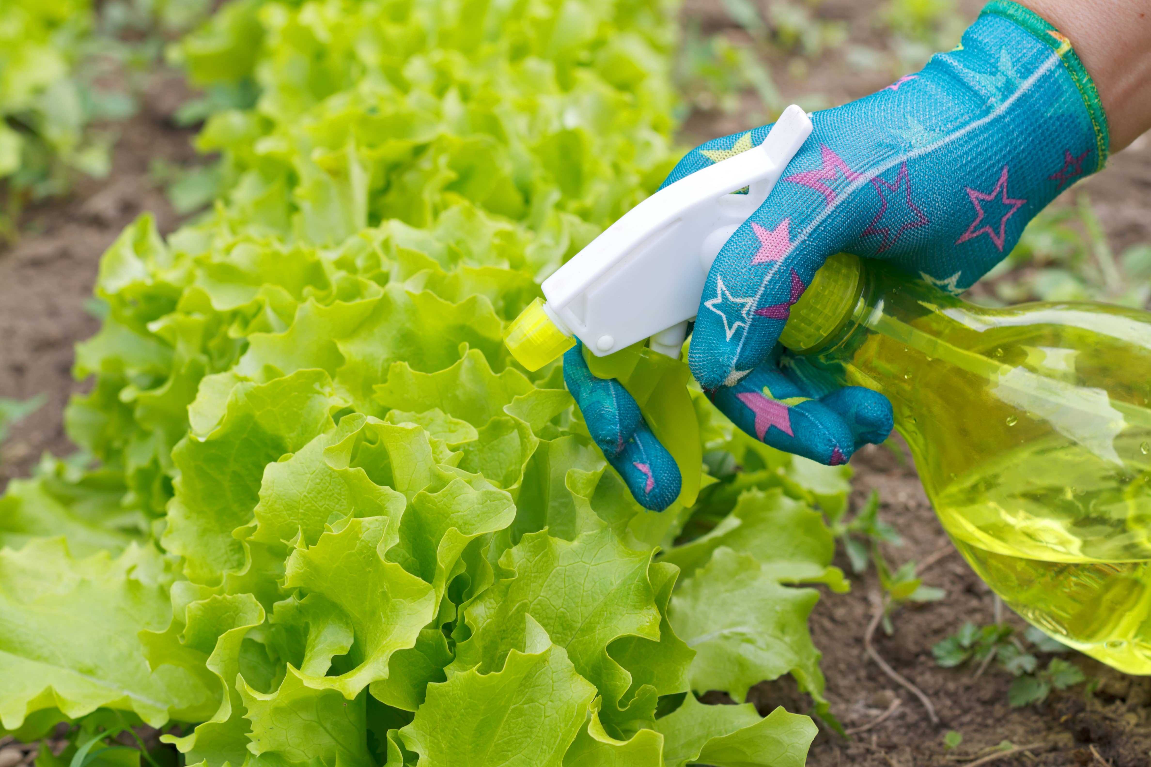 Oprysk z sody oczyszczonej - przepis, działanie, skuteczność, porady ...